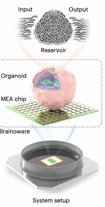 Hersencellen mogelijk bruikbaar voor energiearme ki-systemen - Geleerd ...