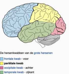 Duizenden genvarianten beïnvloeden hersenstructuur en daarmee ...